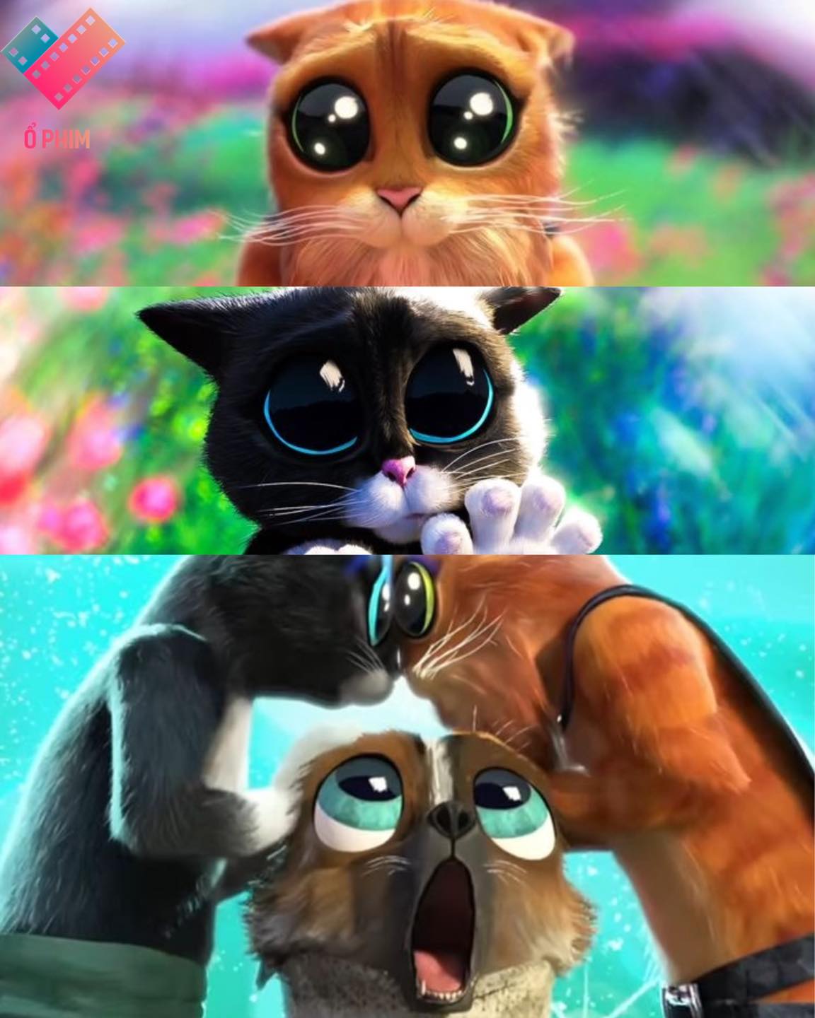 "Mèo Đi Hia: Điều ước cuối cùng" - The Photo Writer